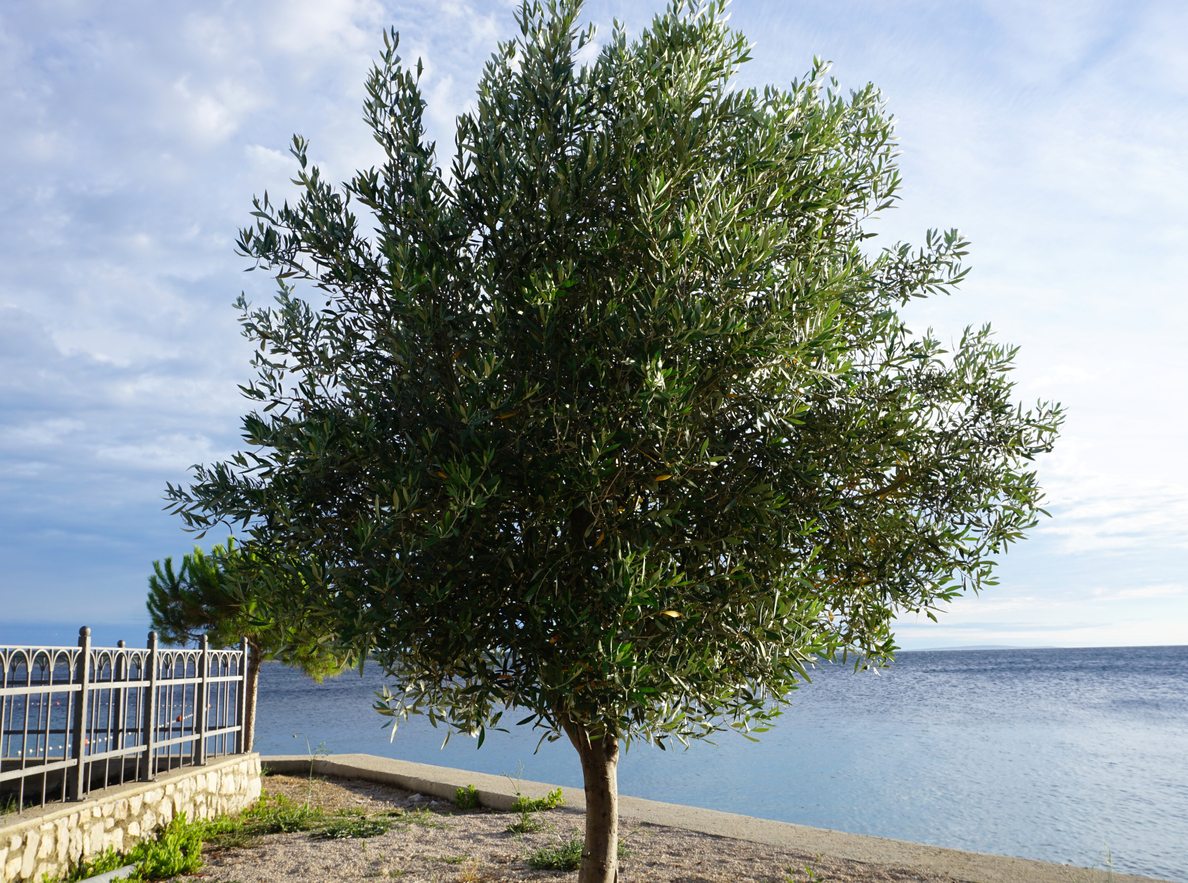 Welchen Standort mag der Olivenbaum? - Die perfekten Bedingungen