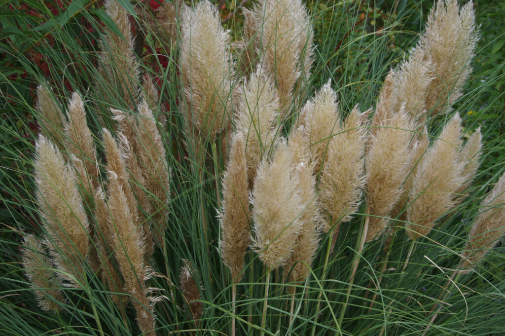 How to Divide Pampas Grass: Tips & Quick Guide