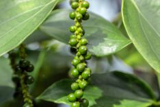 Pfeffer-Samen zum Aussäen nutzen - So ziehen Sie Pfefferpflanzen