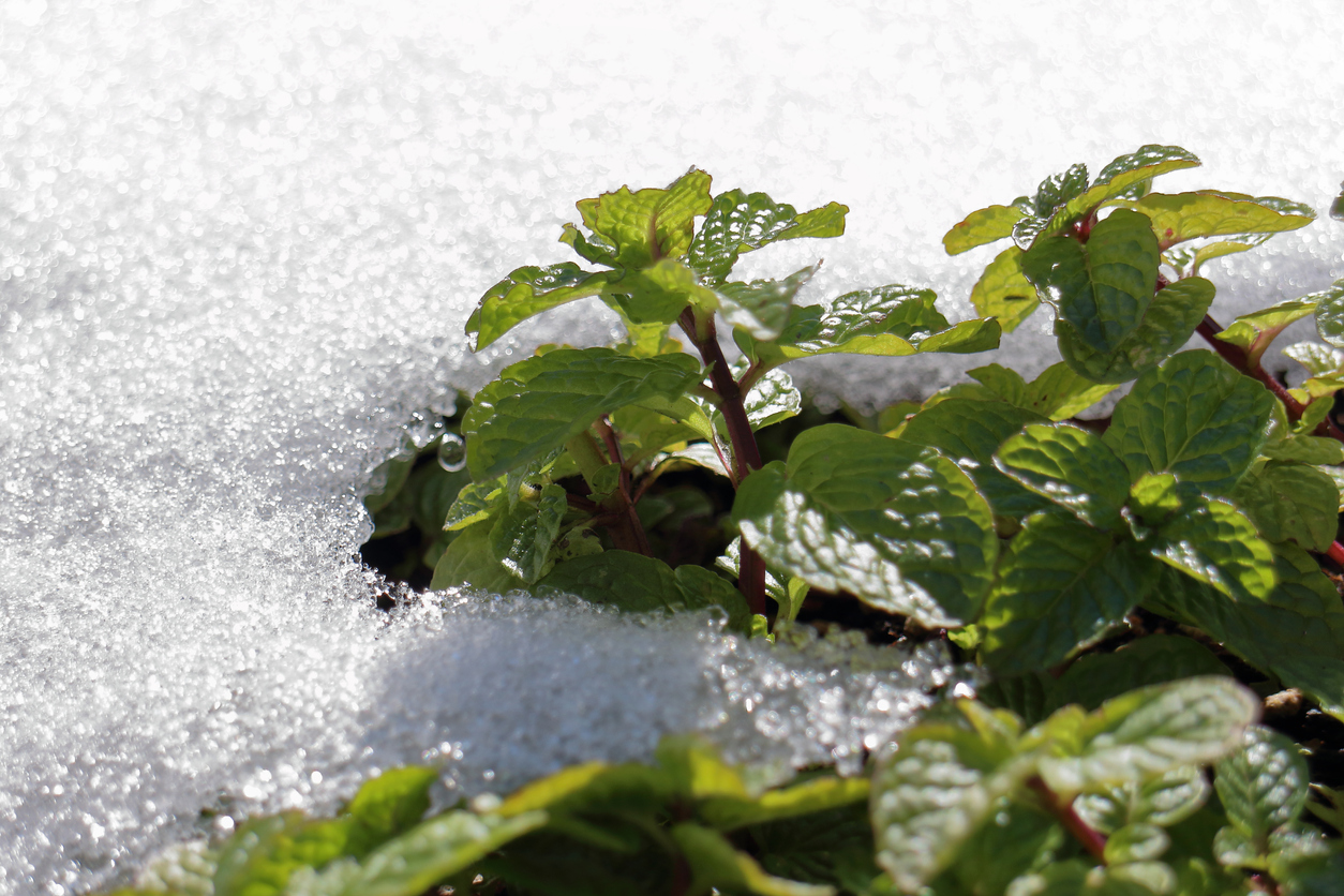 Minze Im Winter