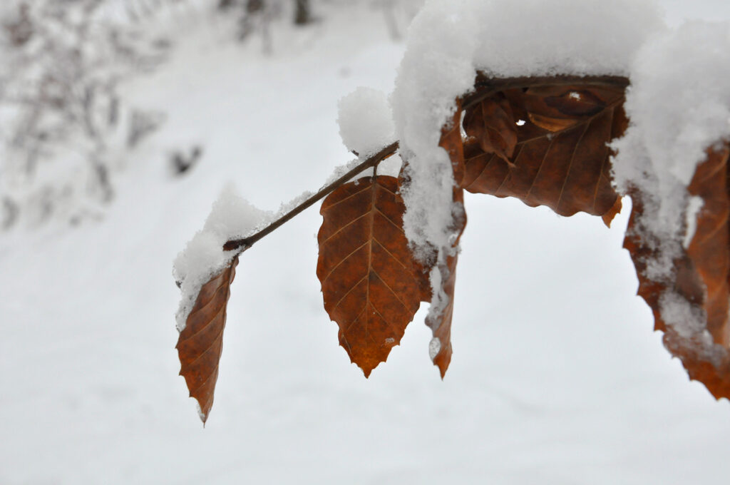 Rotbuche im Winter - So überwintert der Laubbaum