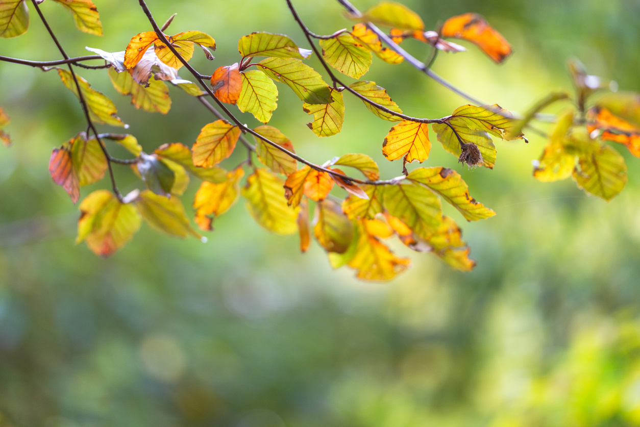 Rotbuchen-Frucht - Merkmale und Verwendung der Bucheneckern