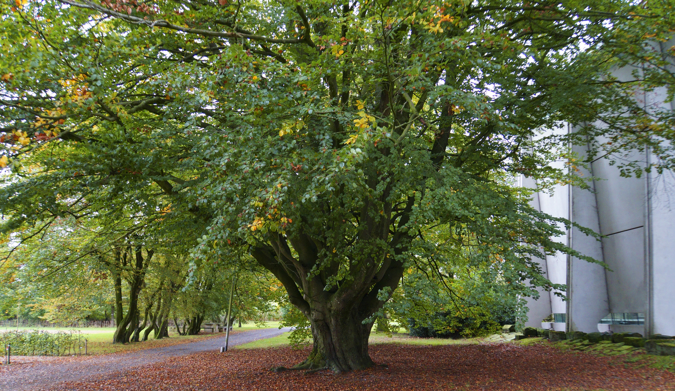 European Beech Tree Growth: Speed, Lifespan & Facts