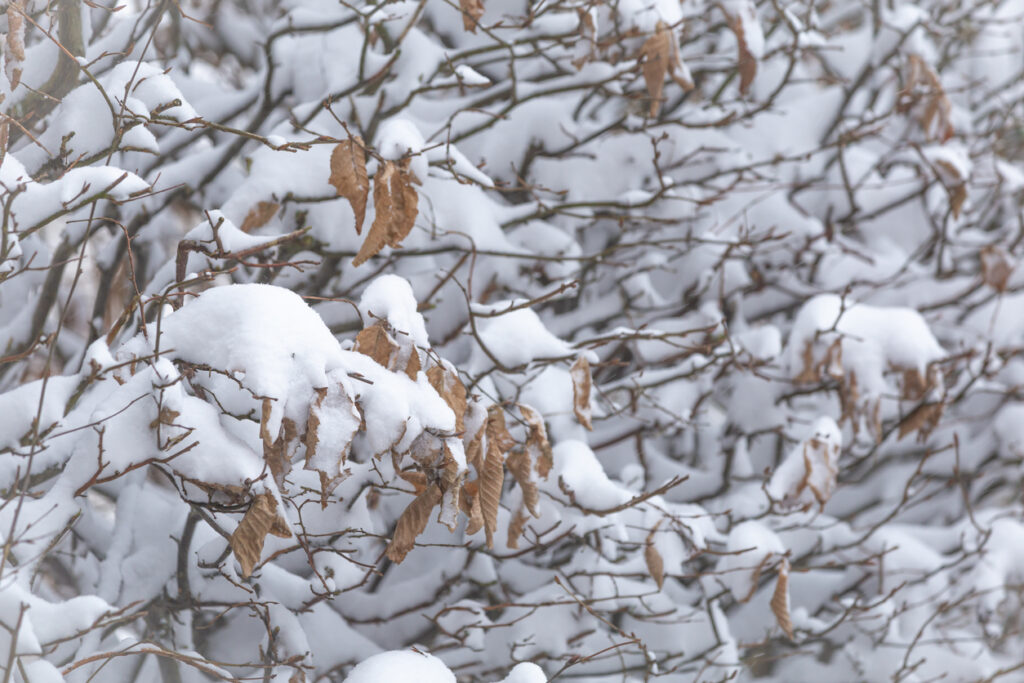 Caring for European Beech Hedges in Winter