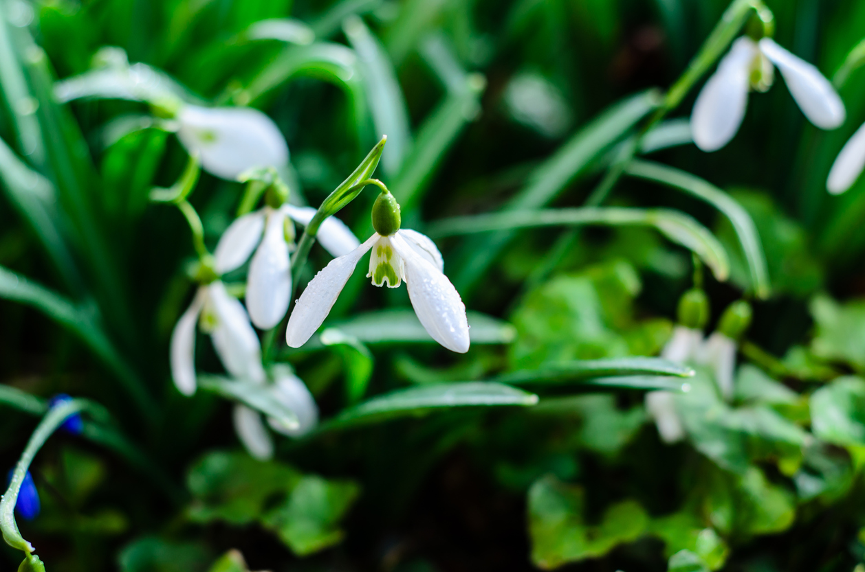 Schneeglöckchen vermehren - So ziehen Sie neue Frühjahrsblüher