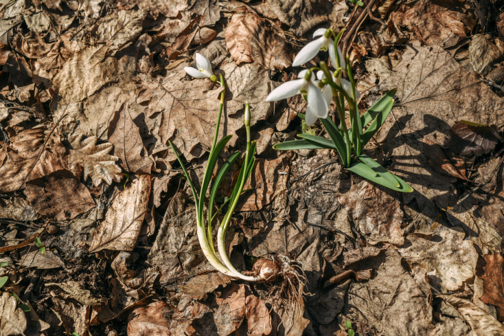 Schneeglöckchen vermehren - So ziehen Sie neue Frühjahrsblüher