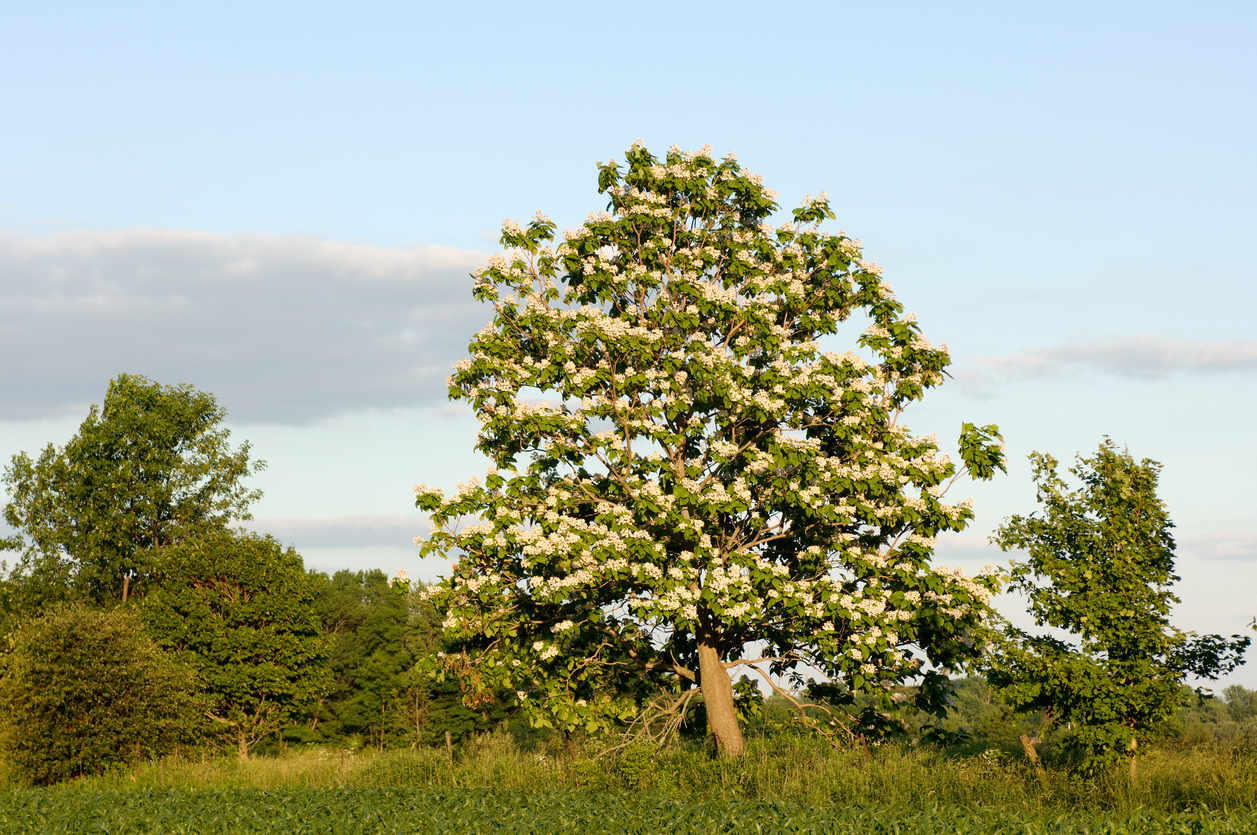 Die Blüte der Ulme - Auch daran lassen sich die Sorten unterscheiden