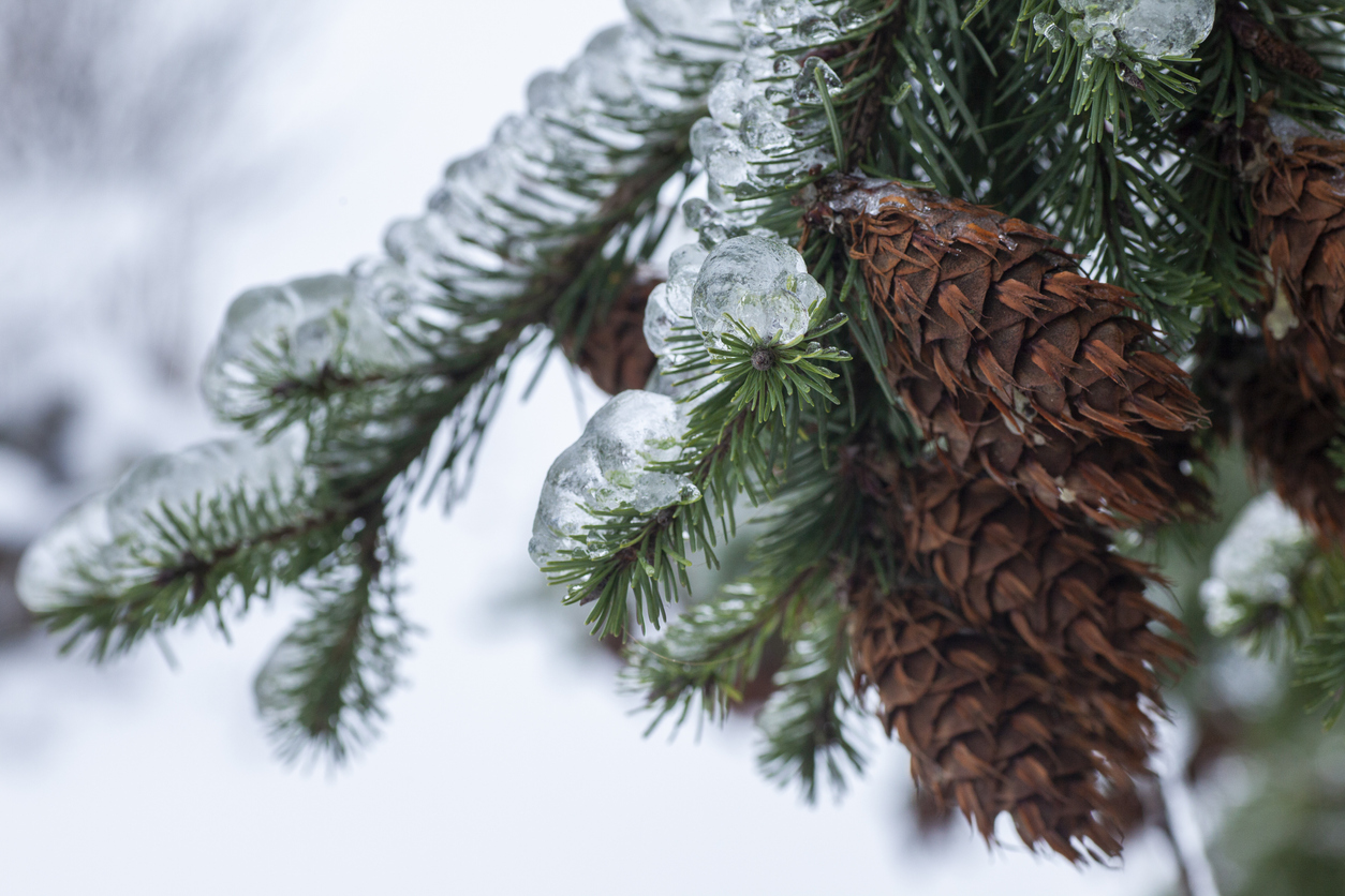Douglas Fir Profile: Key Facts & Characteristics