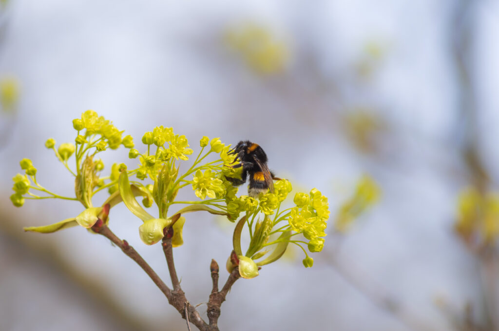 Maple Trees in Spring: Bloom, Bud Burst & Care Guide