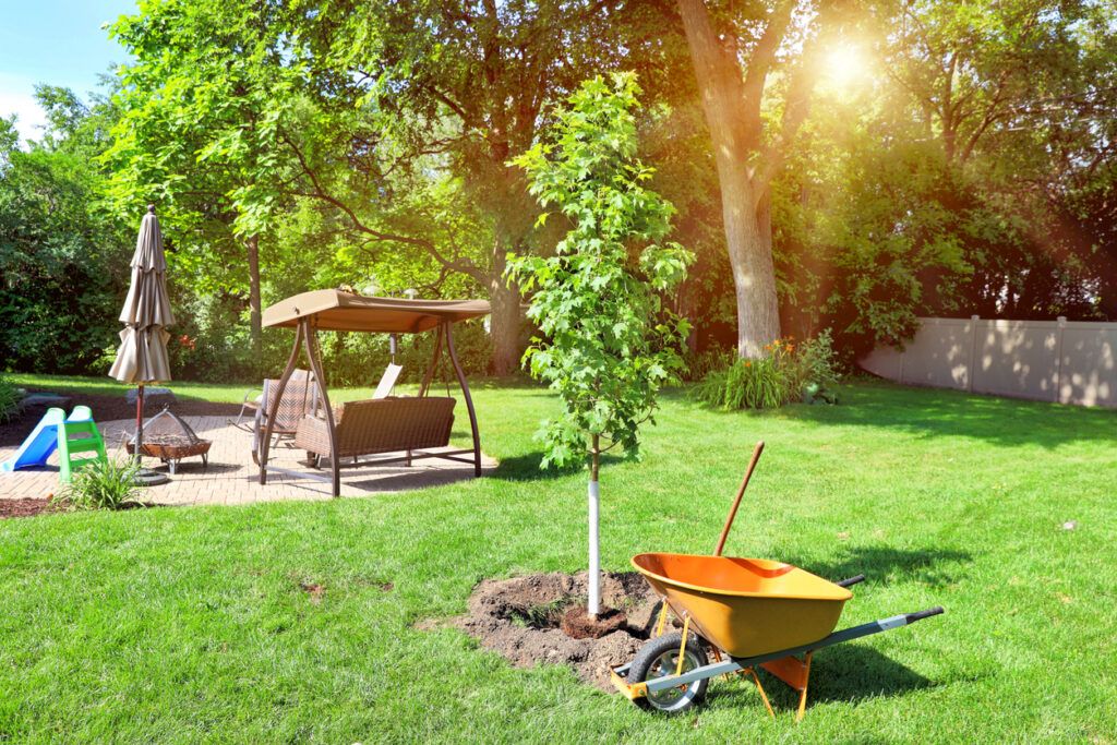 How to Plant Maple Trees: Care, Site & Planting Guide