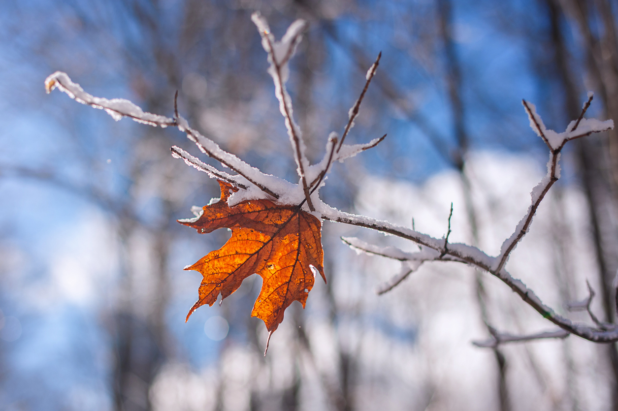Japanischer Ahorn - Kommt er mit Frost zurecht?