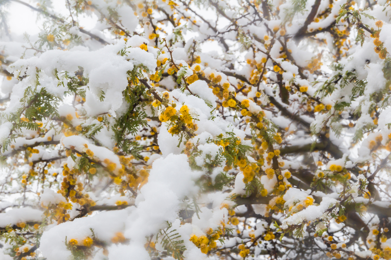 How to Overwinter Acacia: Protect Your Non-Hardy Tree