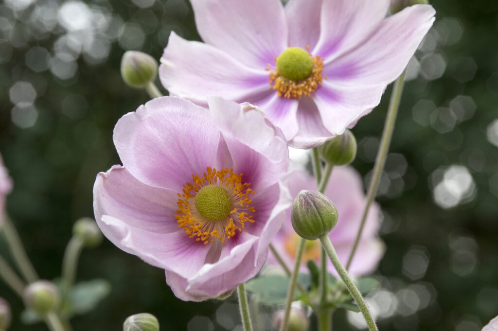 How to Divide Anemones: Easy Propagation Guide