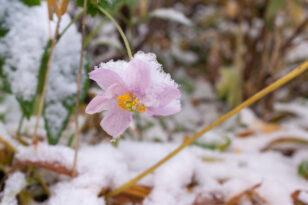 Eustoma - Ist diese hübsche Pflanze eigentlich winterhart?