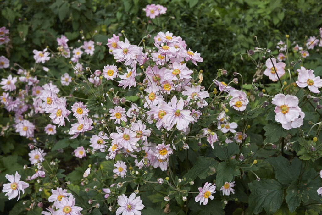 Pruning Anemones: When and How to Cut Them Back