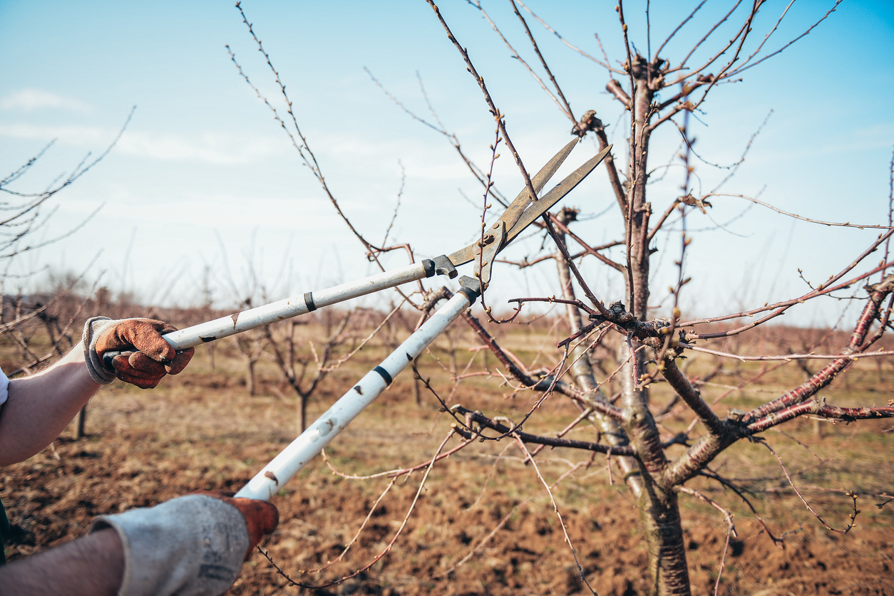 Die Wurzeln vom Apfelbaum - Was Sie wissen sollten