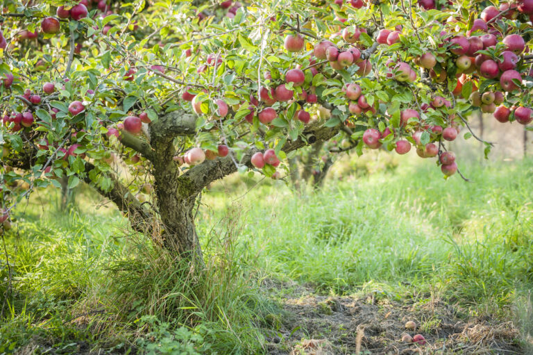 Wie alt kann ein Apfelbaum werden? - Wissenswertes zum Alter