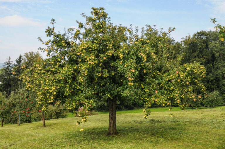 Den Apfelbaum als Spalier halten - So gelingt die Zuchtform