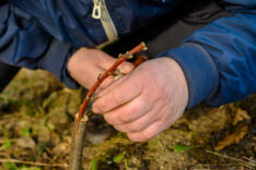 Apfelbaum vermehren - So ziehen Sie neue Pflanzen