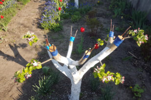 Die Wurzeln vom Apfelbaum - Was Sie wissen sollten