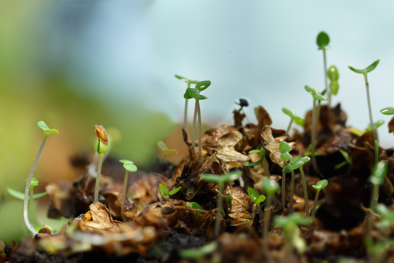 Birken über Setzlinge vermehren - So machen Sie's gezielt