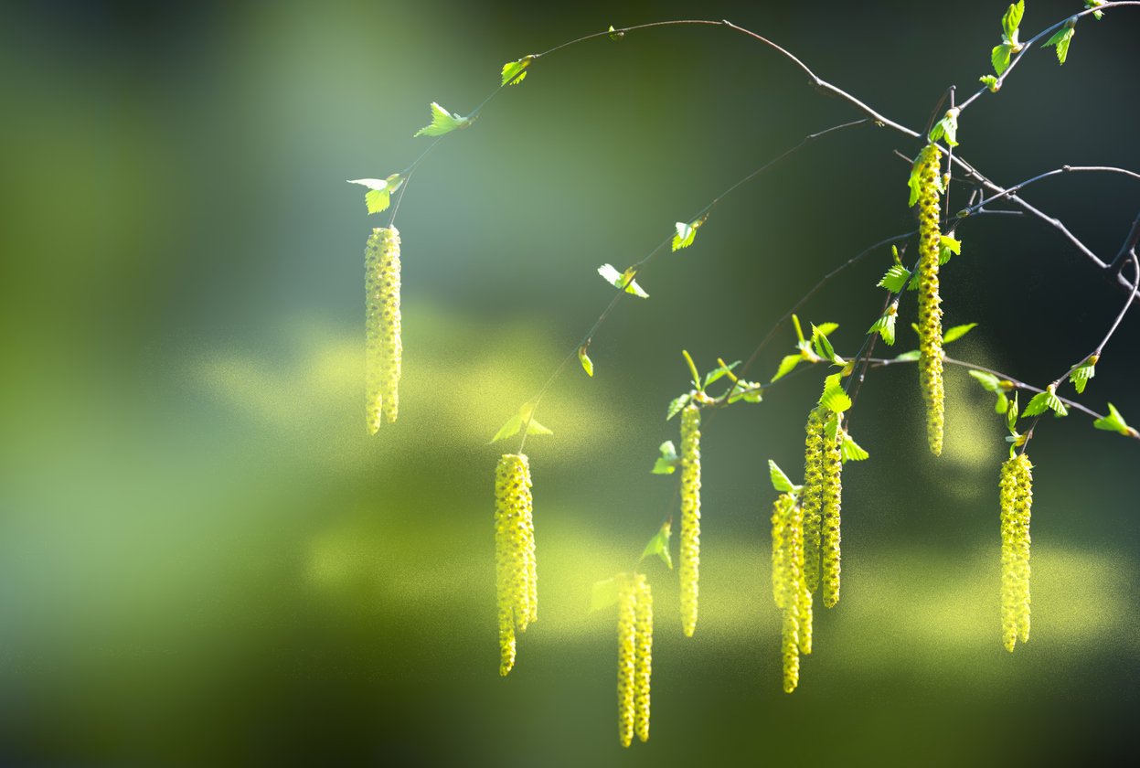Birken-Frucht - So vermehrt sich der Laubbaum