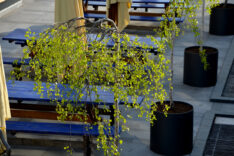 Birken-Samen - Wissenswertes zur Fremd- und Selbstaussaat