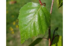 Birken-Samen - Wissenswertes zur Fremd- und Selbstaussaat