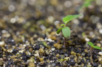 Birken-Samen - Wissenswertes zur Fremd- und Selbstaussaat