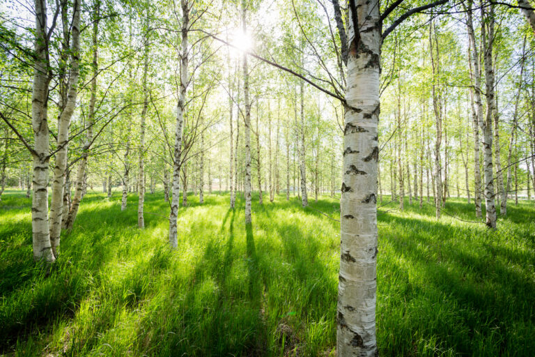 Birch Tree Guide: Facts, Care & Characteristics
