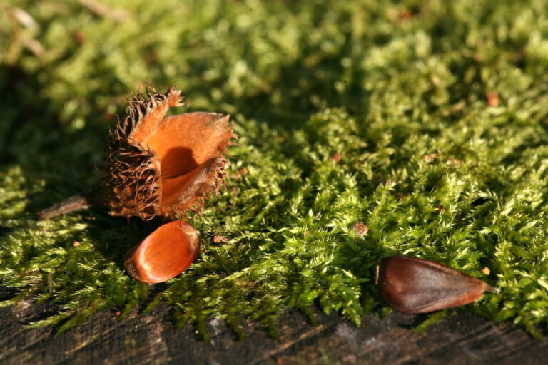 Rotbuchen-Frucht - Merkmale und Verwendung der Bucheneckern