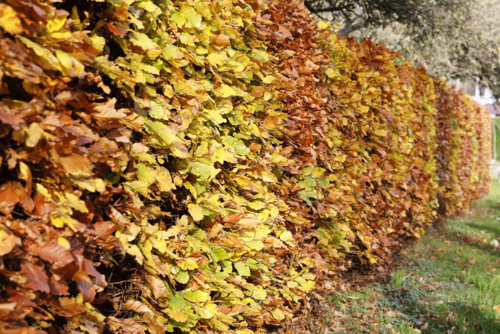 Blutbuchenhecke pflanzen - Tipps und Kurzanleitung
