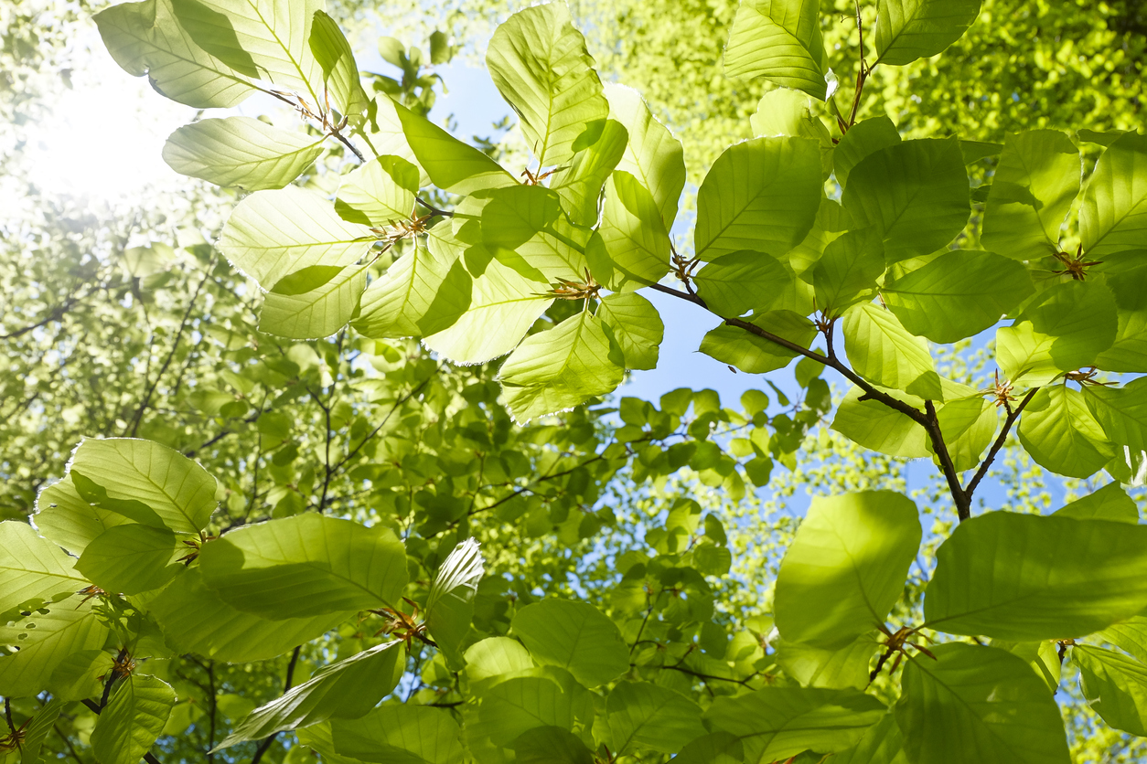 Die Blüte der Buche - Wann zeigt sie sich?