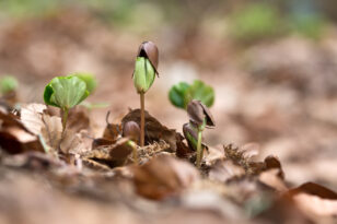 Setzling vom Apfelbaum pflanzen - Die besten Tipps für eine reiche Ernte