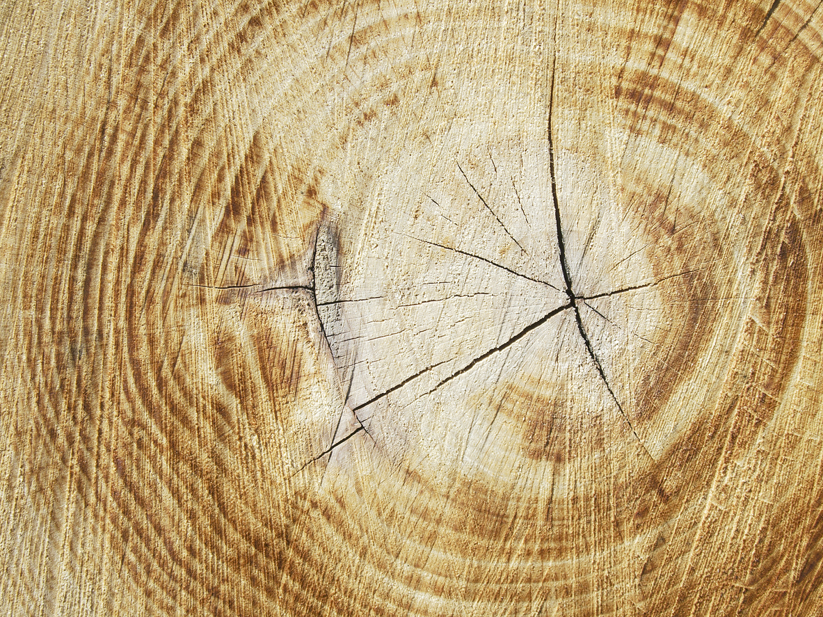 Der Stamm der Buche - Das sind seine Merkmale