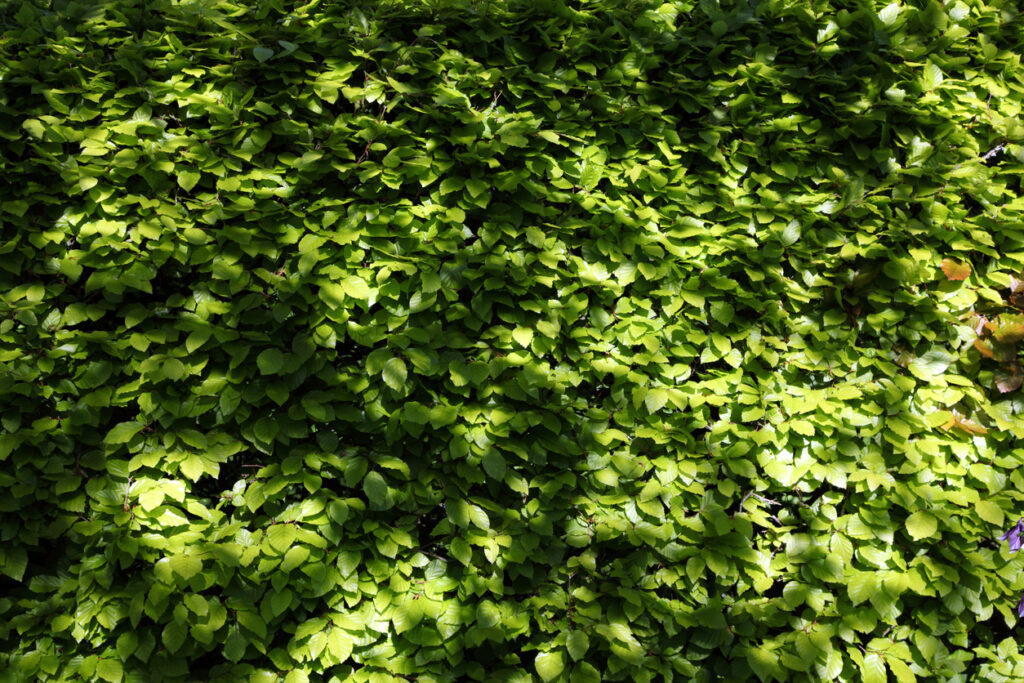 Buchenhecke - Wann ist die beste Pflanzzeit?
