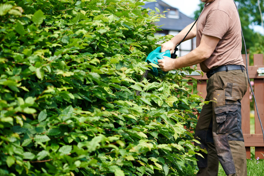 Buchenhecke Schneiden Herbst