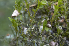 Buchsbaum vom Buchsbaumzünsler befallen - Das ist zu tun