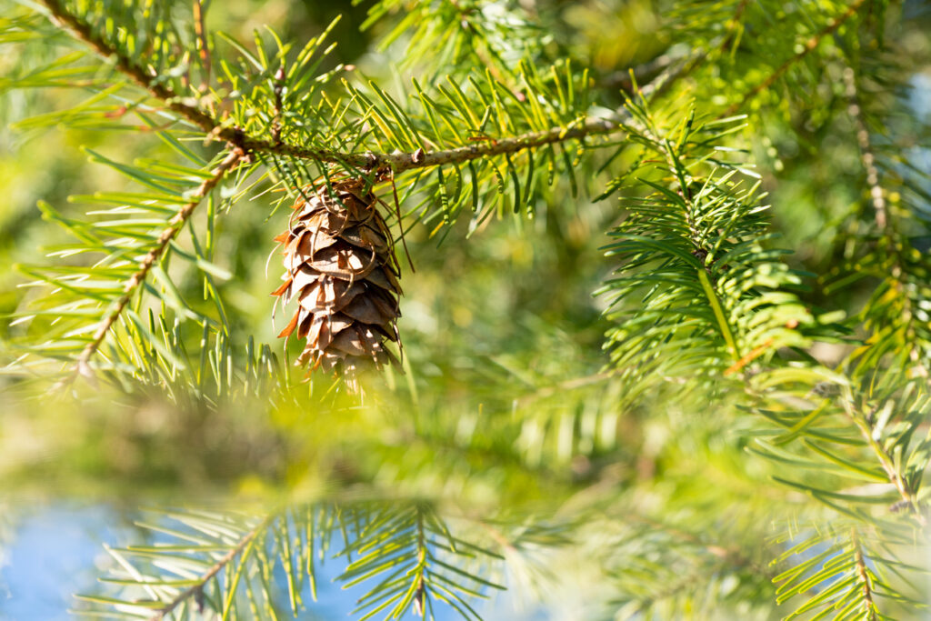Douglasie pflanzen - So setzen Sie den Baum in Ihren Garten