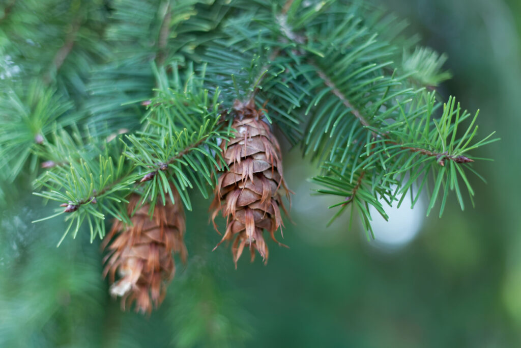Douglas Fir Needles: Identification, Features & Facts