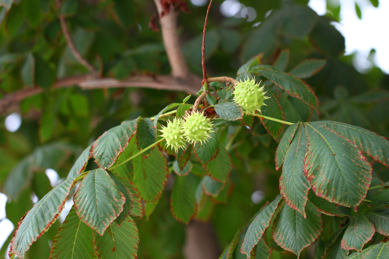 Common Chestnut Diseases: What You Need to Know