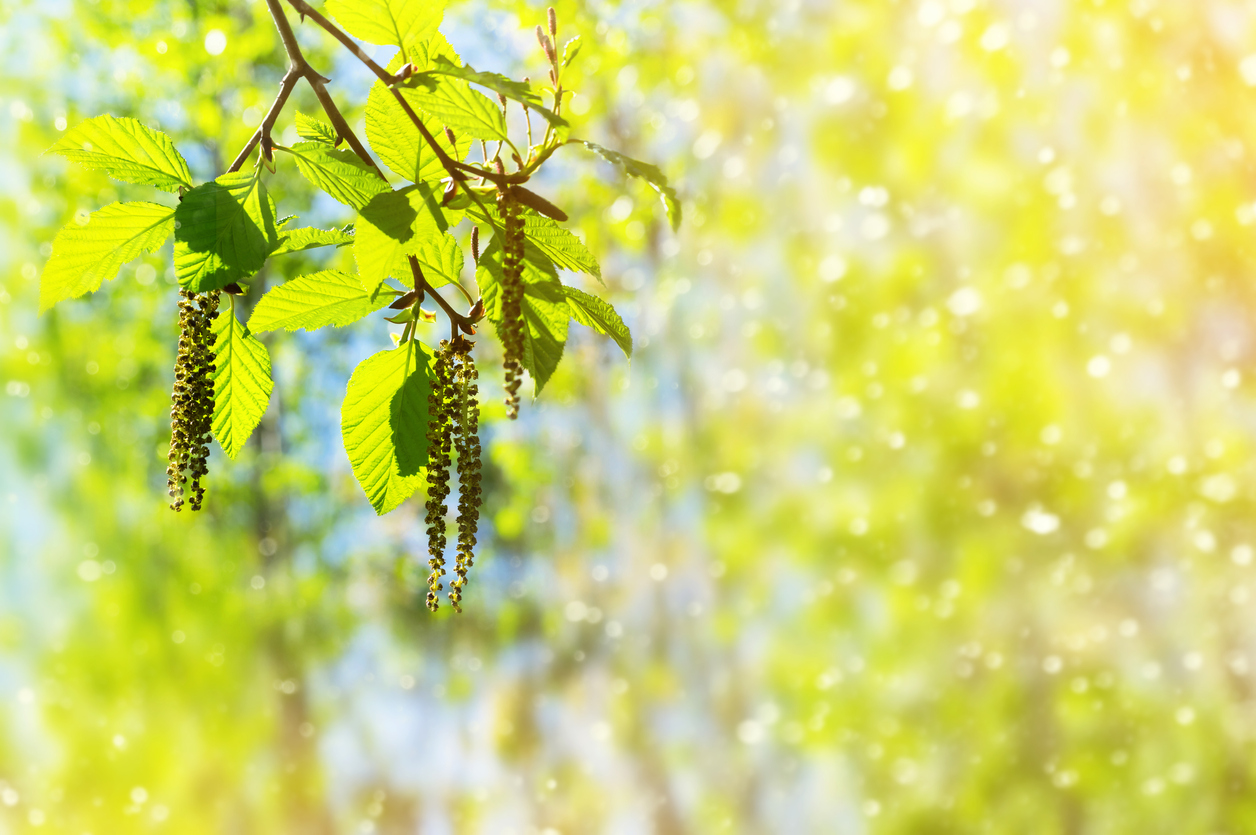 Die Frucht der Erle - Das sind ihre Merkmale