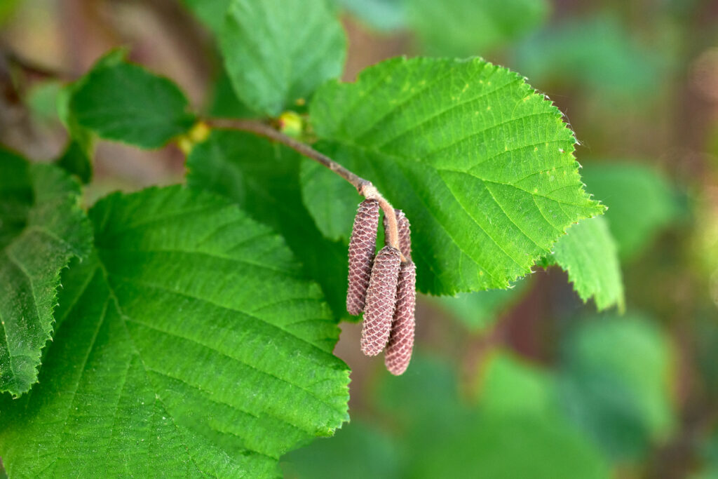 Die Blätter der Erle - Das sind ihre Merkmale