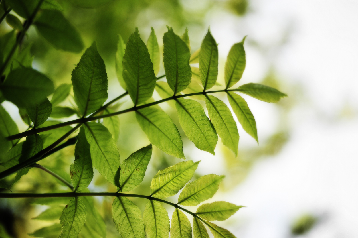 Die Frucht der Esche - Das ist ihr Merkmal