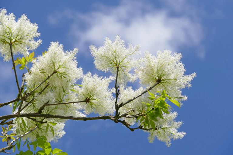 Ash Tree Flowers: Characteristics & Identification