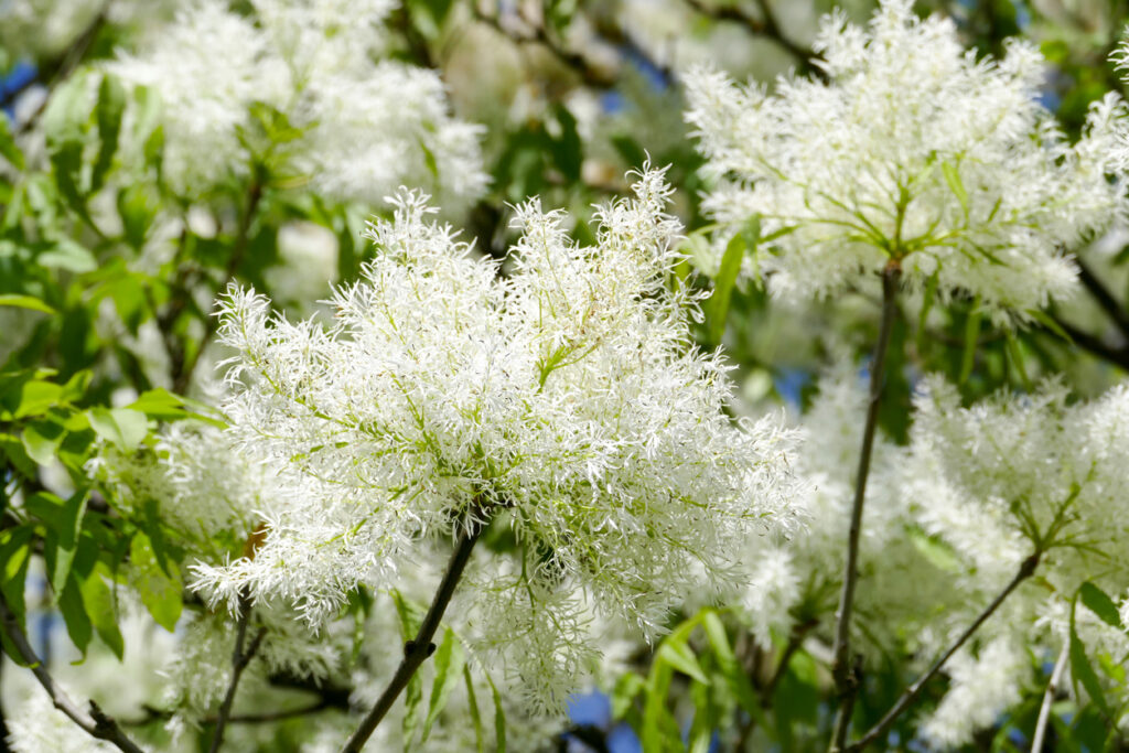 Die Blüte der Esche - Das sind ihre Eigenschaften