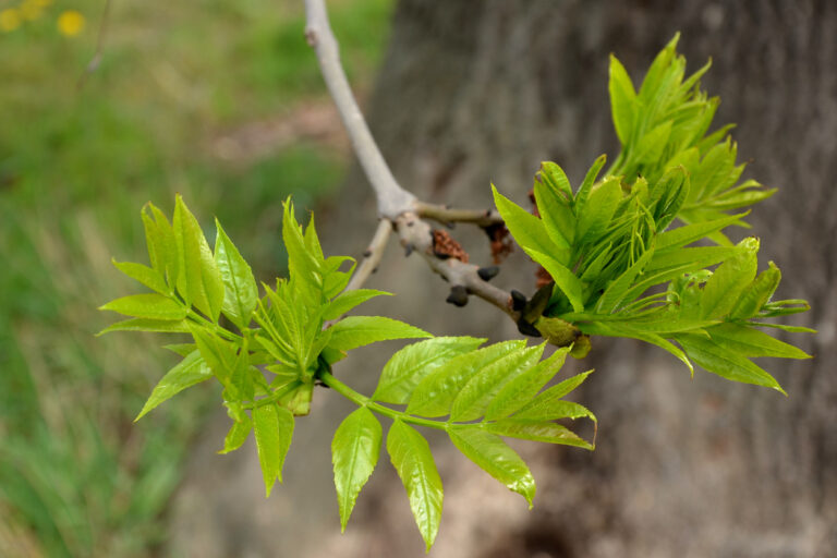 Das Wachstum der Esche - Wie groß kann der Baum werden?