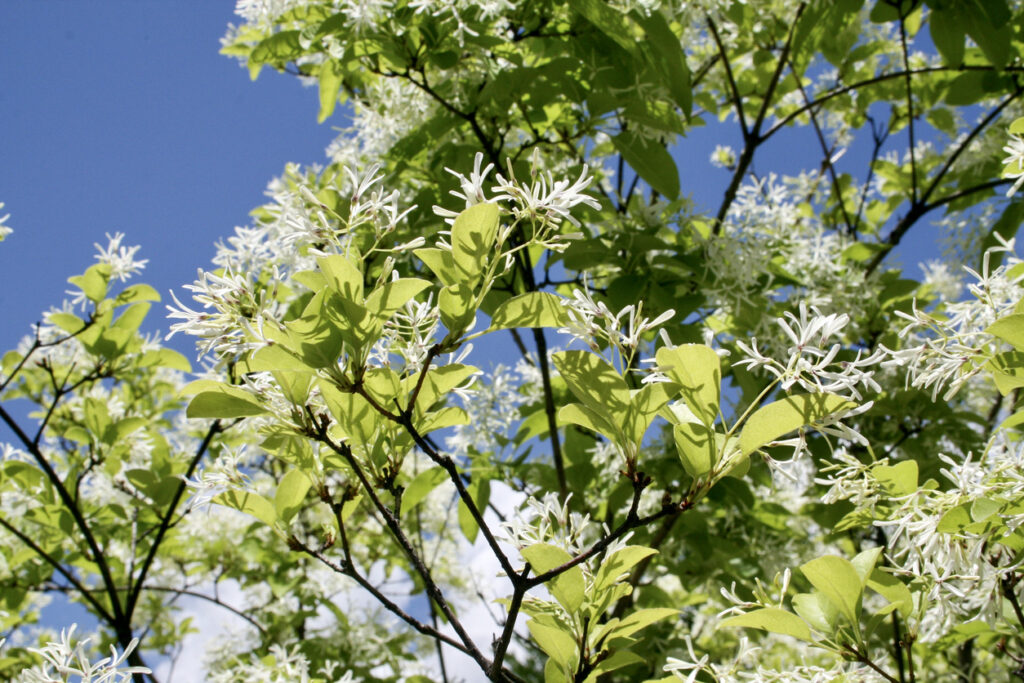 Die Blüte der Esche - Das sind ihre Eigenschaften