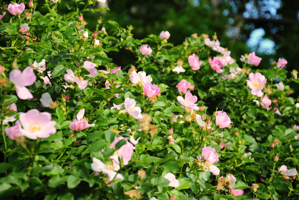 Dog Rose Guide: Everything You Need to Know