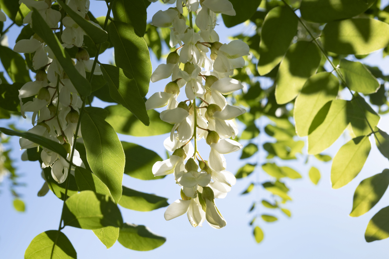 Akazien-Blätter - Merkmale, Funktion und Wissenswertes